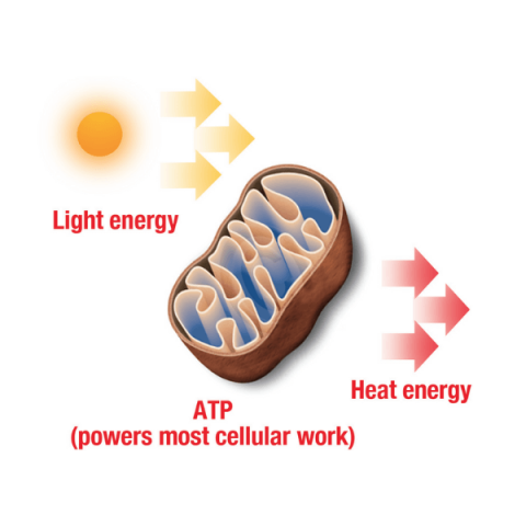 Meibomask® – EyeSite