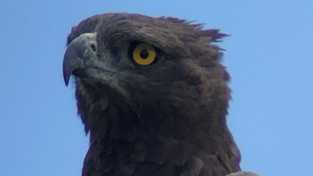 Amazing Animal Sight – Myths, Facts and getting it right! – EyeSite